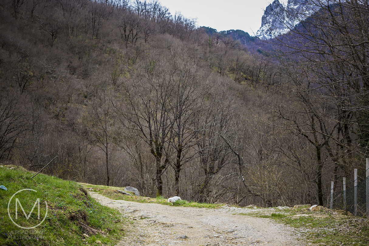 The Secluded Forest [Part 1/3]: Into the Wilderness - Mersad Donko ...