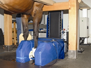 Horse Life and Love: All About ... MRI