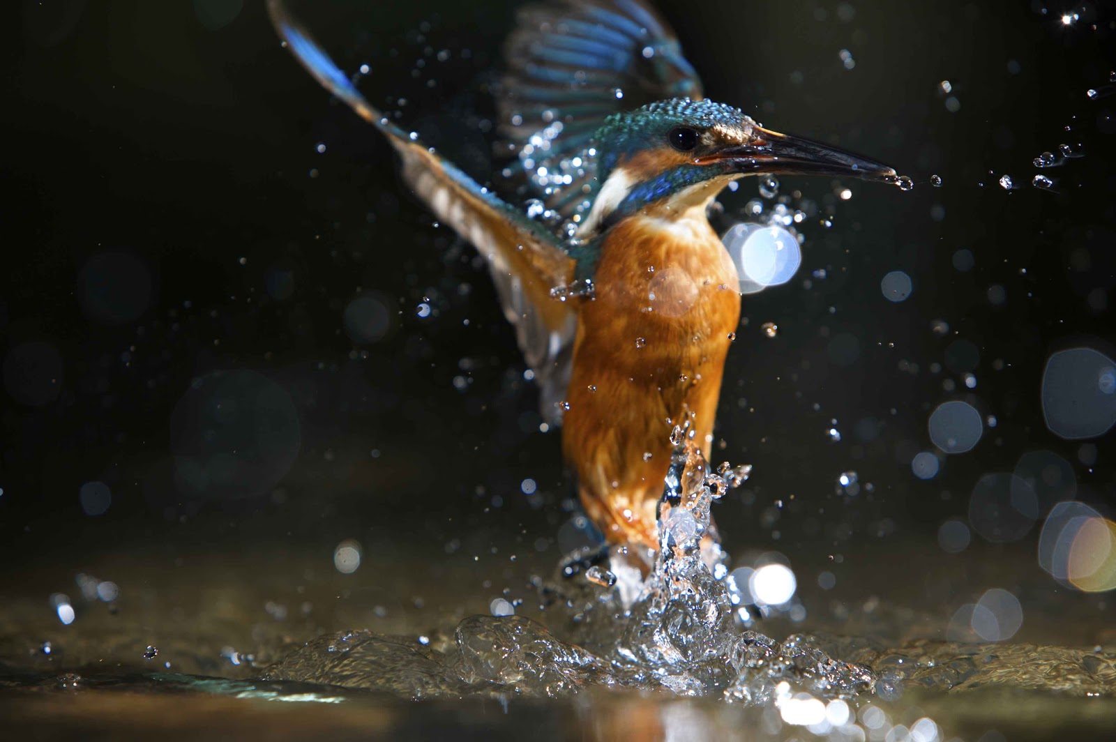 Kingfisher