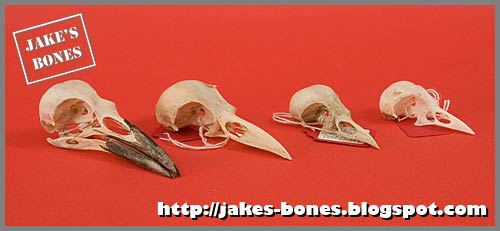 Four different corvid skulls : Jake's Bones