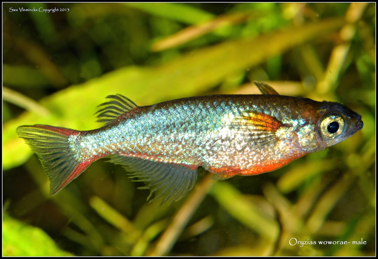 Studio Kwaak: "Daisy's Ricefish" Oryzias woworae.