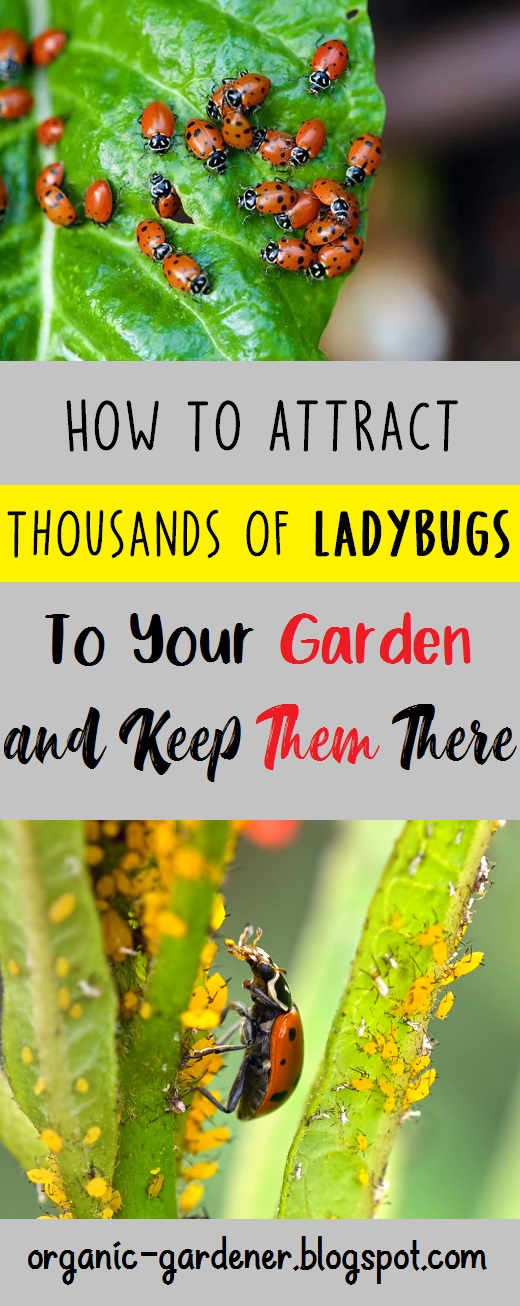 How To Attract Thousands of Ladybugs to your Garden and Keep Them There ...