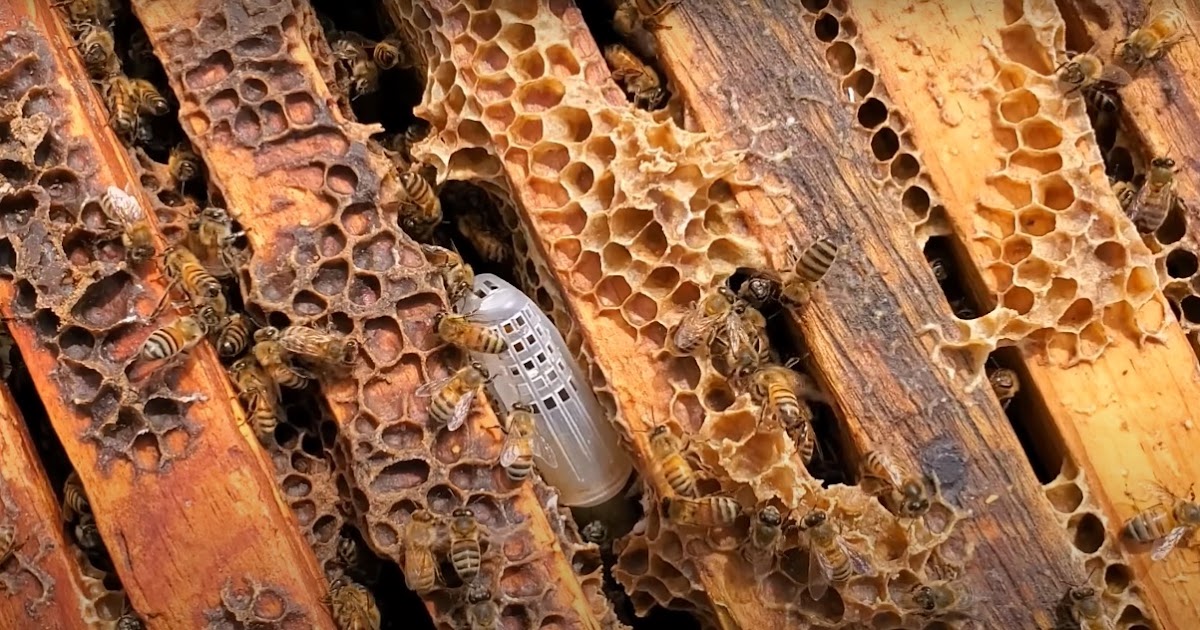 How to know when to add another brood box