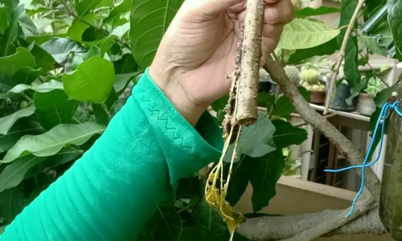 Practical Gardening: How to Air-Layer Trees and Vines with Just Water