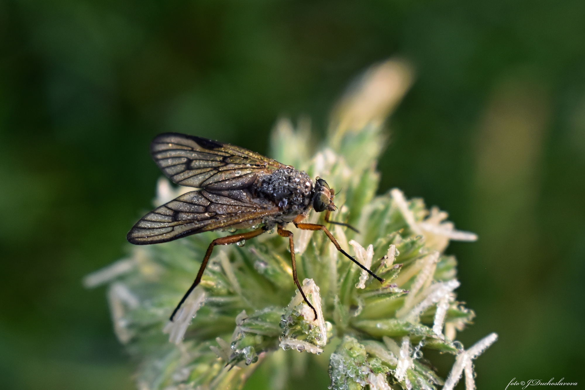 PŘÍRODA: Mouchy, brouci, tiplice
