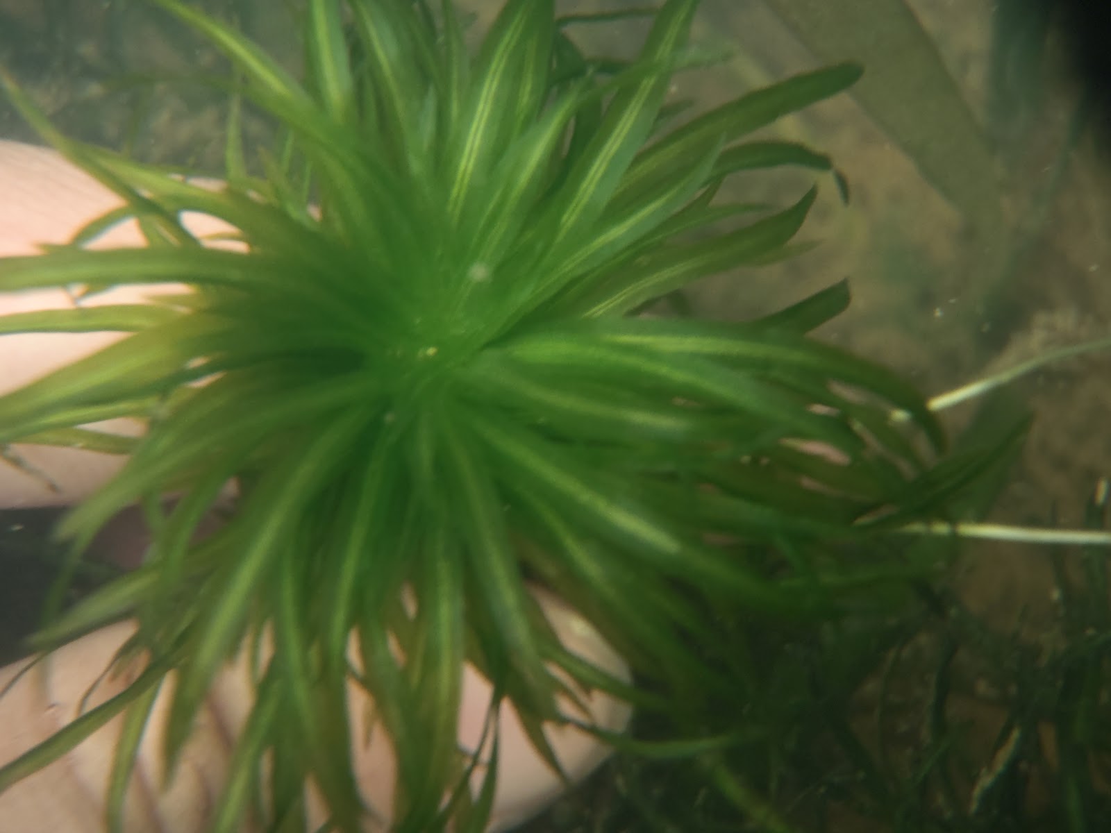 Aquatic Farmer: Najas Sp