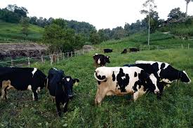 PENTERNAKAN LEMBU PEDAGING ~ PEJABAT PERKHIDMATAN VETERINAR DAERAH MUAR