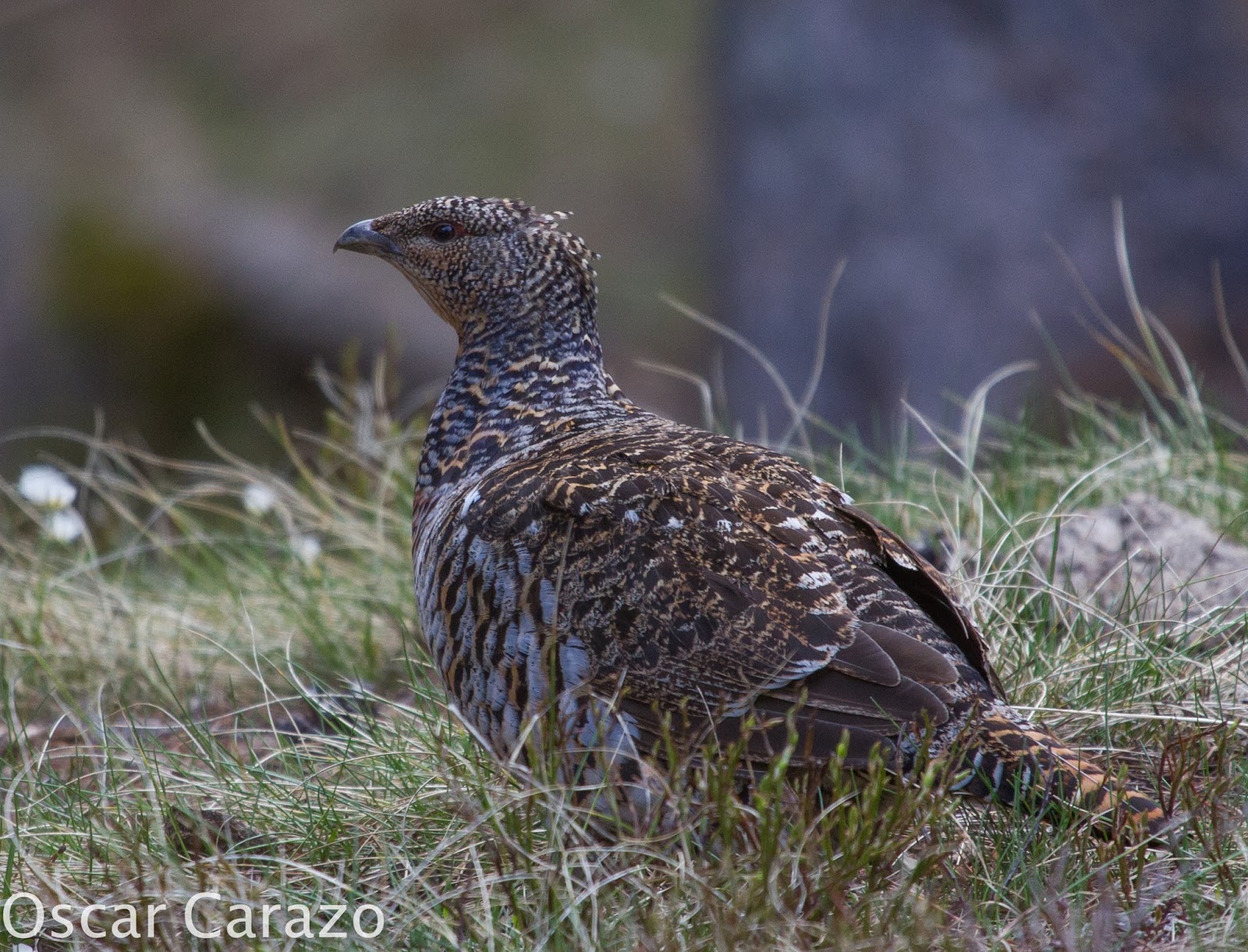 AVESANTURTZI: OTRO SUEÑO CUMPLIDO: UROGALLO PIRENAICO