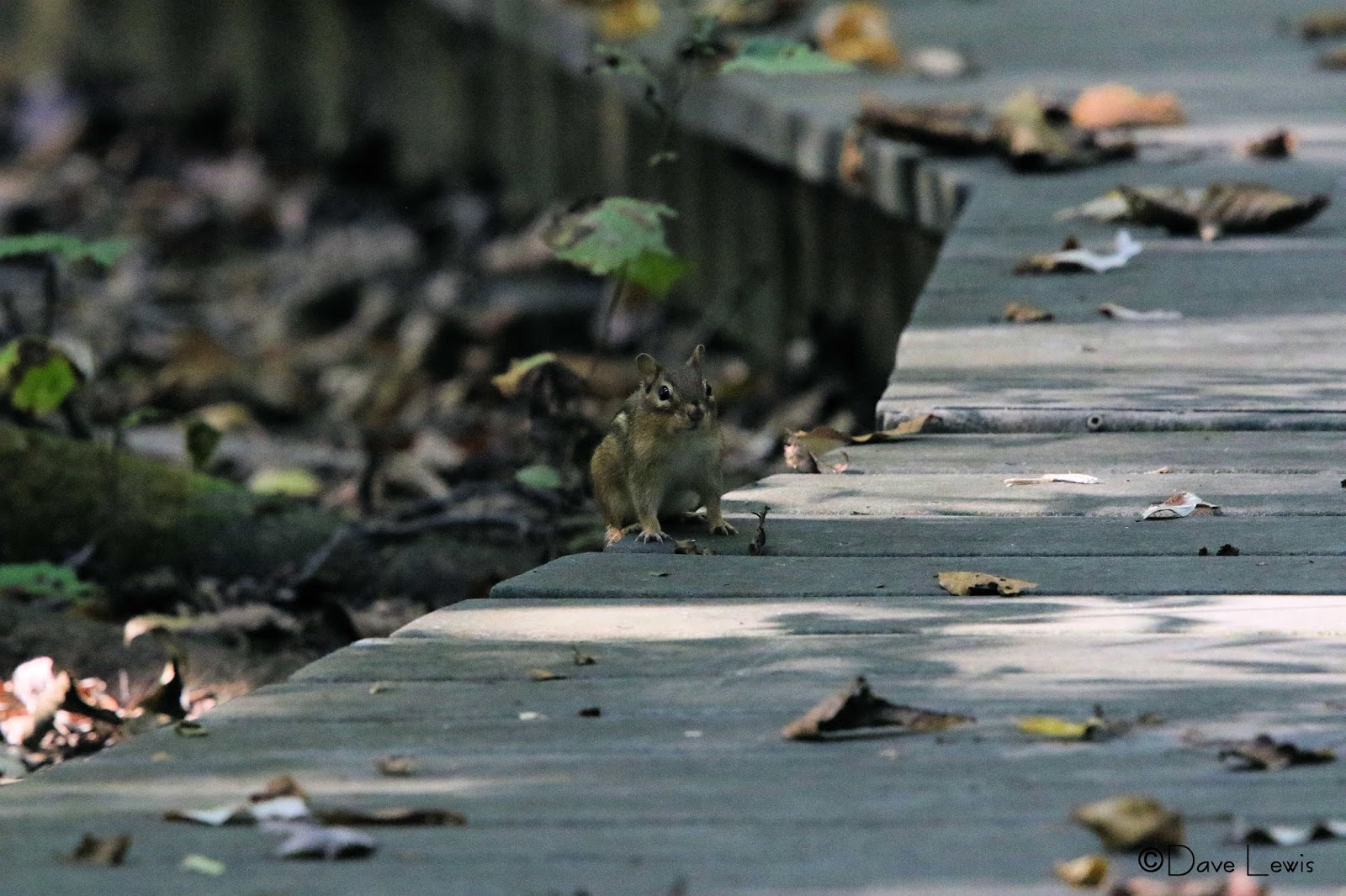 Birds from Behind : 16 October 2016