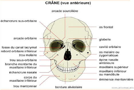 Anatomie de la Tête