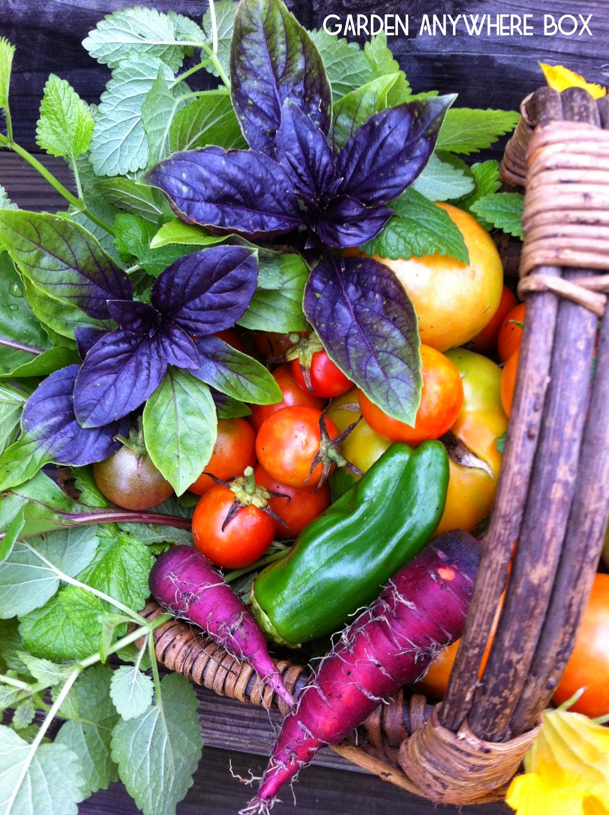 Garden Anywhere Box: Fun Things to Grow