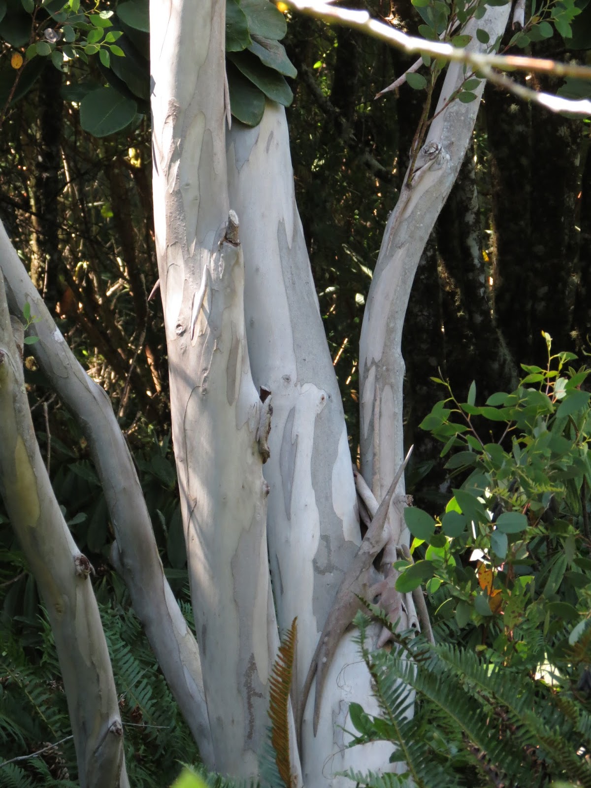 Gerdemann Botanic Preserve: Greenhouses and Grand Trees