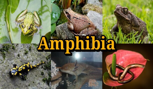 Pengertian Ciri Ciri Dan Contoh Hewan Amfibi Amphibia Vuiral - Riset