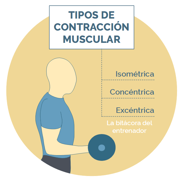 Tipos de contracción muscular