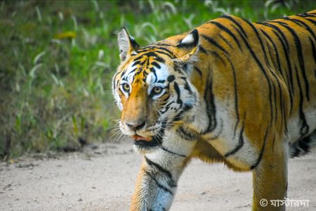 Pench National Park-Amazing Wildlife Jungle Safari