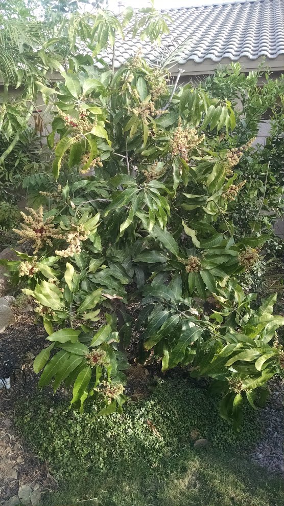 Desert Valley Orchard: Sunrise Mango