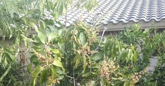 Desert Valley Orchard: Sunrise Mango