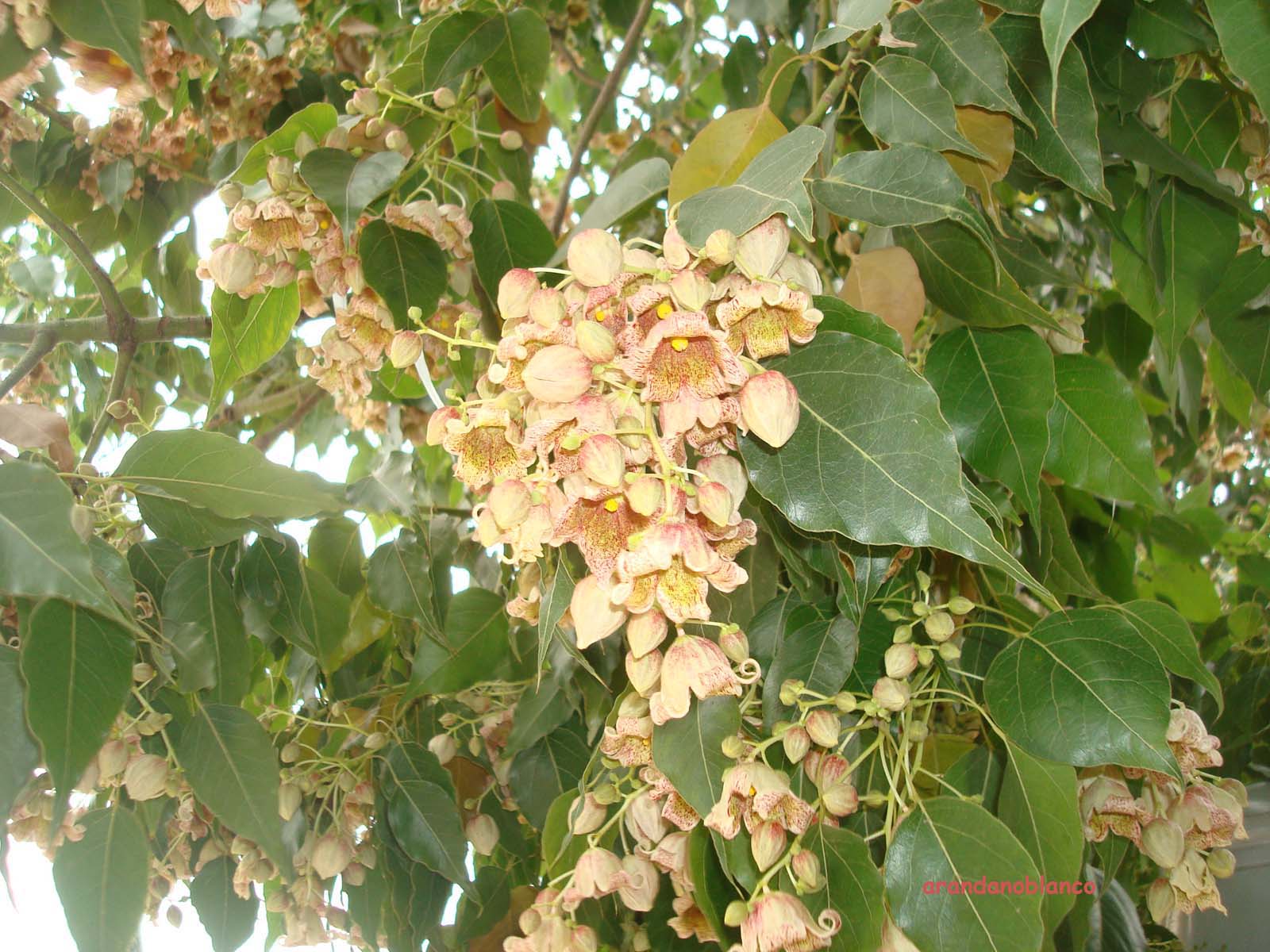 elarbolmiamigo-encinarosa: Brachichito / Brachychiton populneus ...