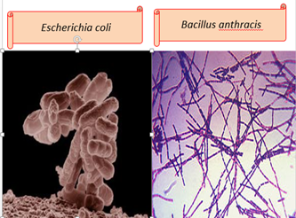 Bakteri: Koloni Bakteri