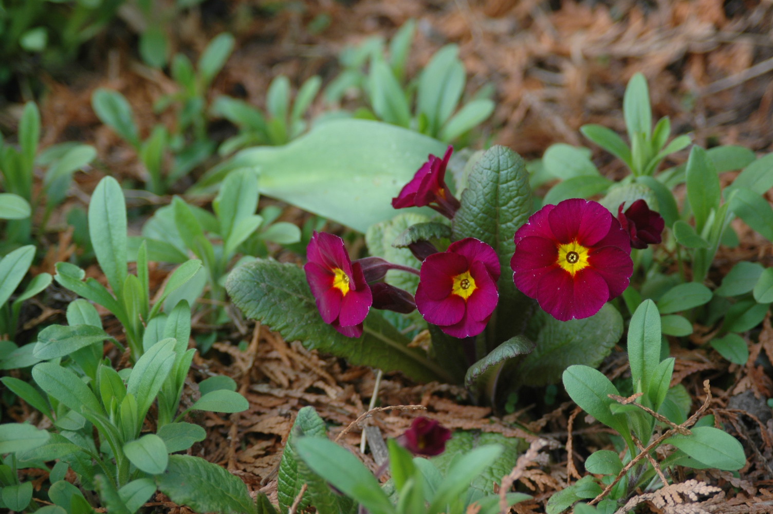 Roche Fleurie Garden: Dividing Primroses