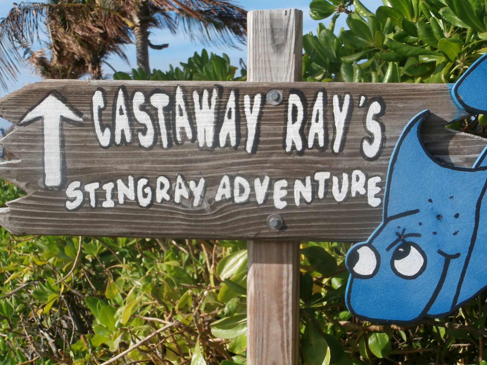 Williams Family: Castaway Ray's Stingray Adventure on Disney Cruise ...