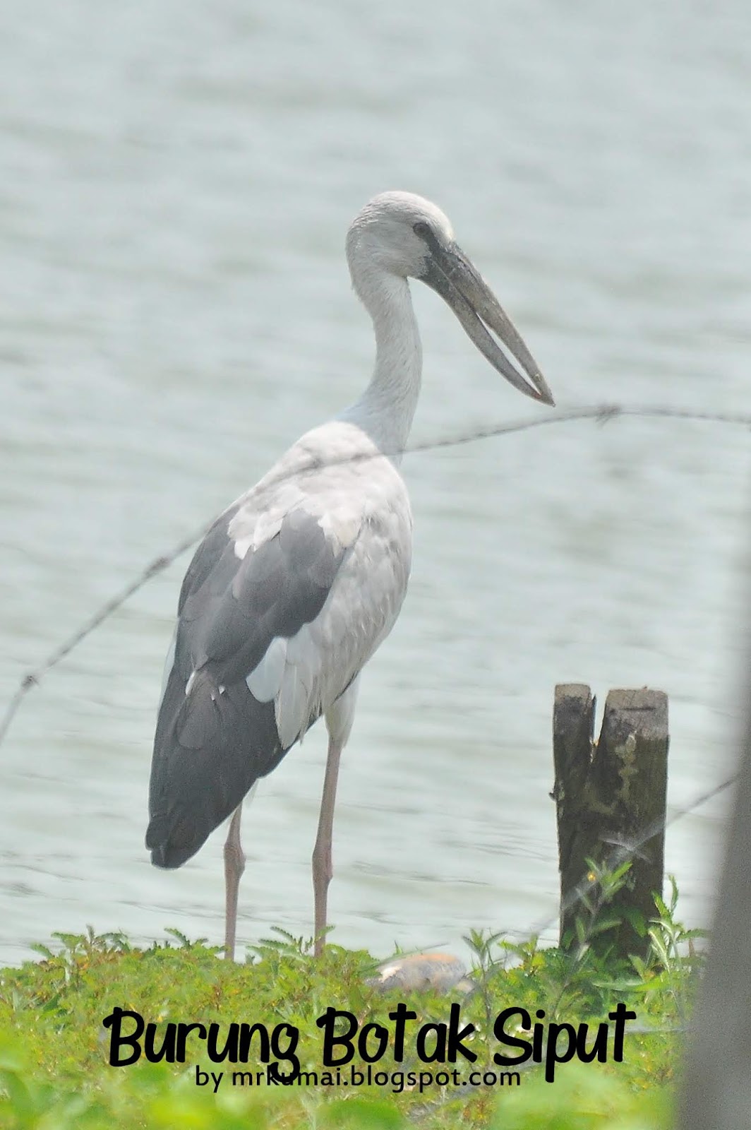 mrkumai.blogspot.com: Koleksi Burung: Burung Botak Asia (Asian Openbill ...