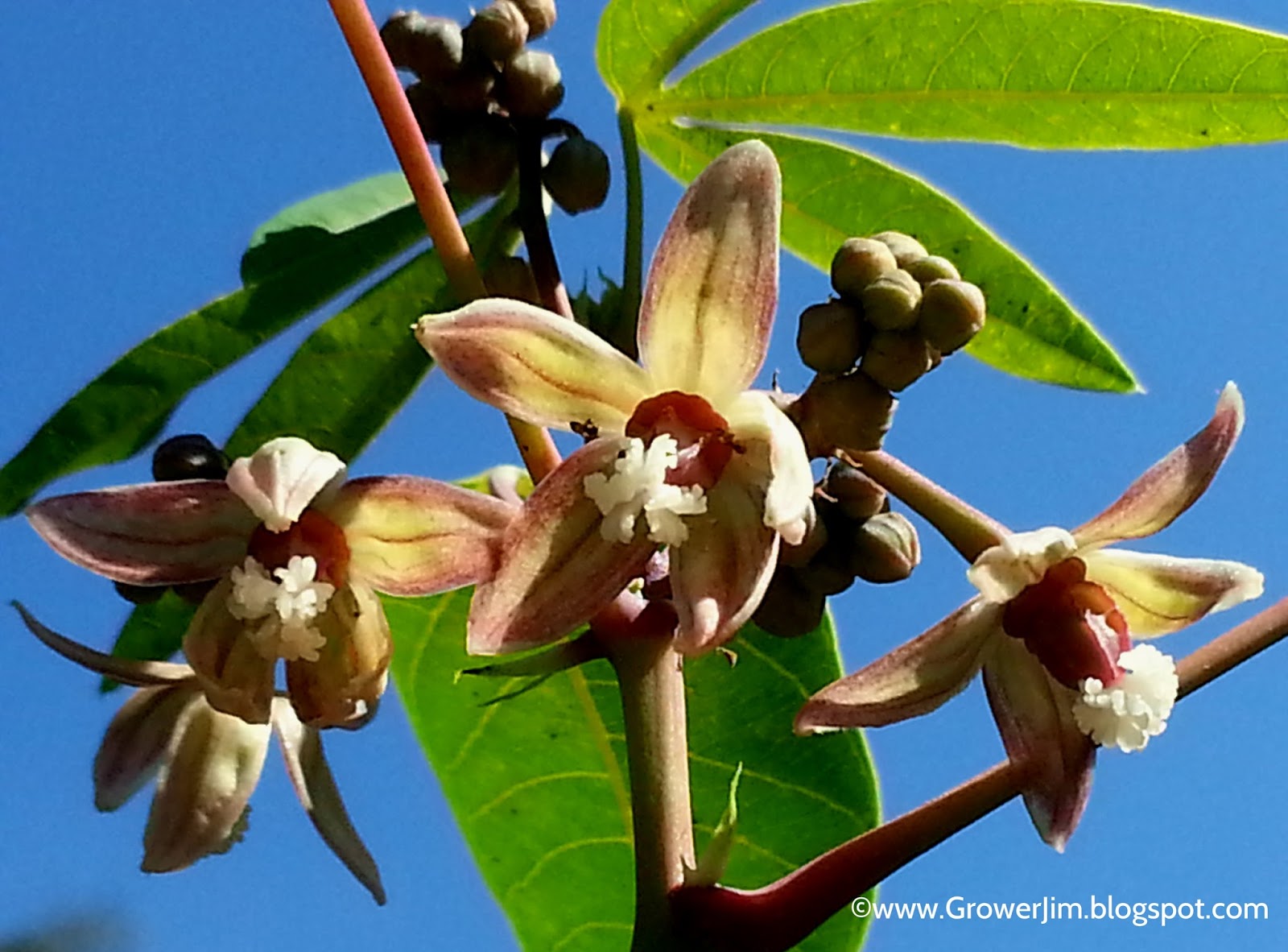 Cassava Flowers