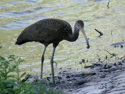 EL MAJESTUOSO RIO PARANA: FAUNA DEL DELTA DEL PARANA