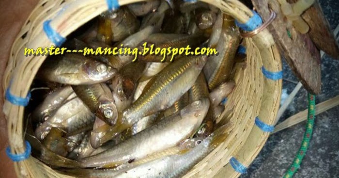 Master mancing: Mancing Wader Pari Atau ikan Paray