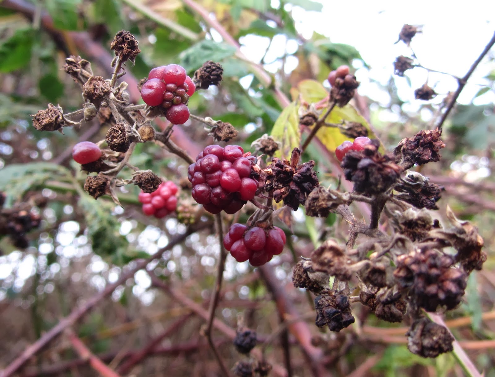 Rubus fructicosus, Bramble