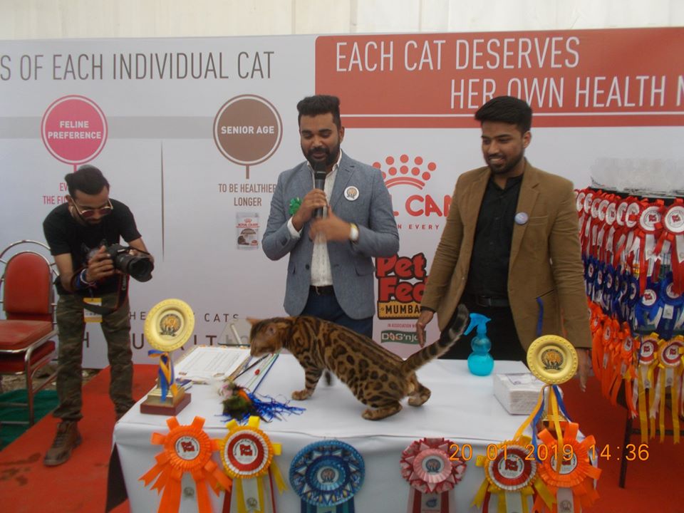 HOW TO START A" CAT CLUB" IN INDIA.