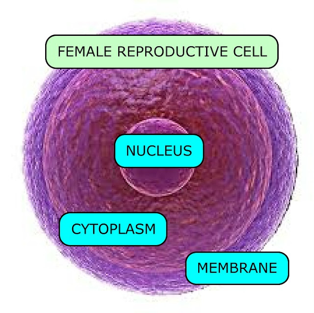 Sexto B Bloggers Female Reproductive Cell