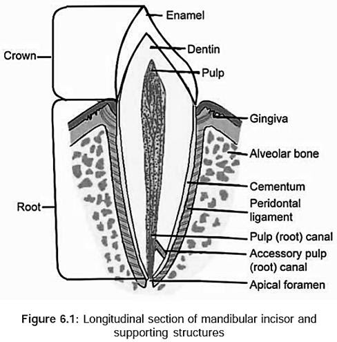 Dental pulp 1 l Oral histology and biology MCQs for dental students ...