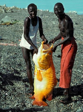 Big Fishes of the World: NILE PERCH GOLDEN
