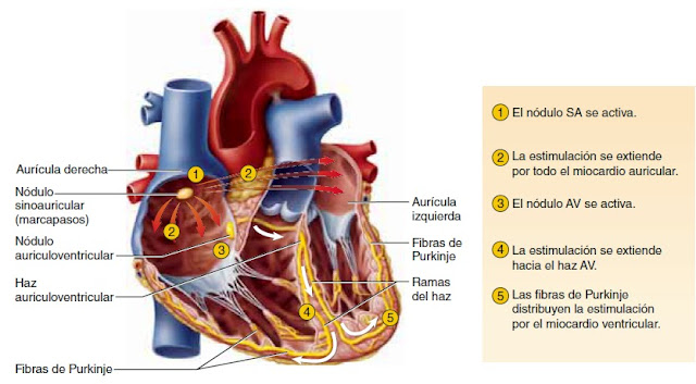Anatomia y Fisiologia UNICAES2015: Electrocardiograma