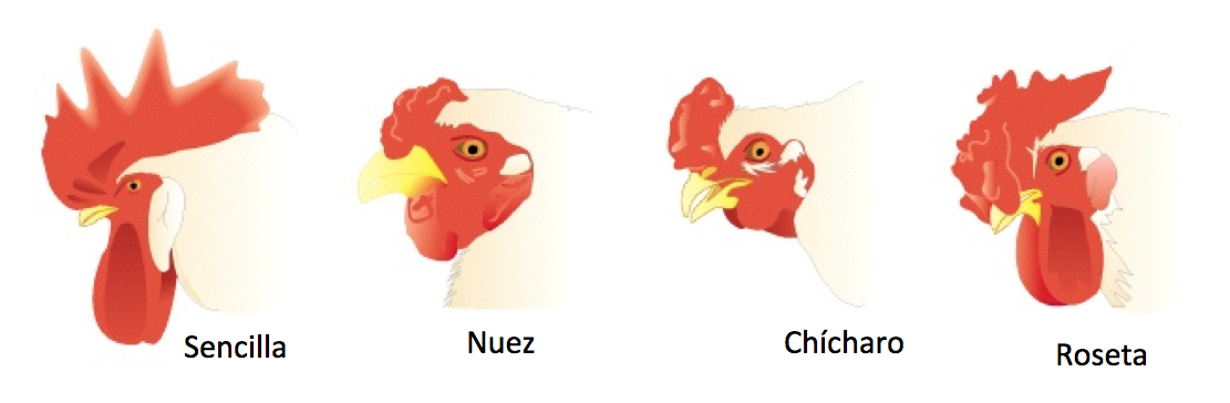 Biología y geología 4º ESO : Tema 6: Genética Mendeliana II