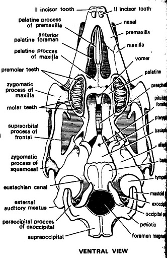 FAVOURED BY DKC: rabbit