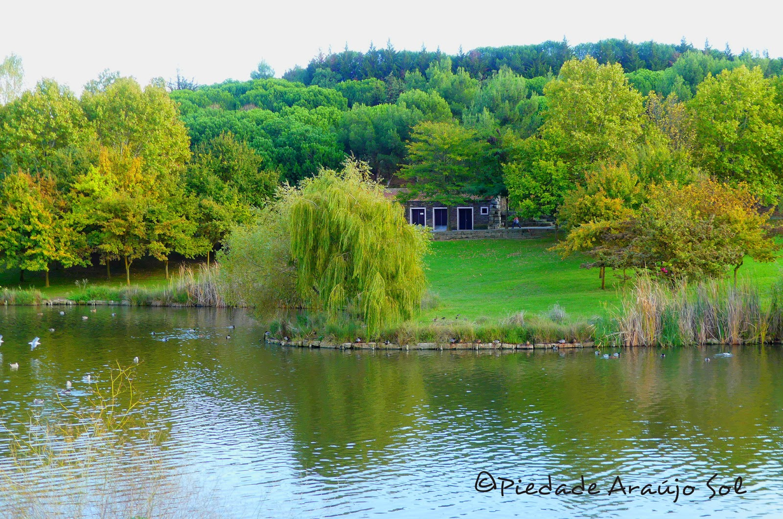 poesia em imagens: Parque da Paz