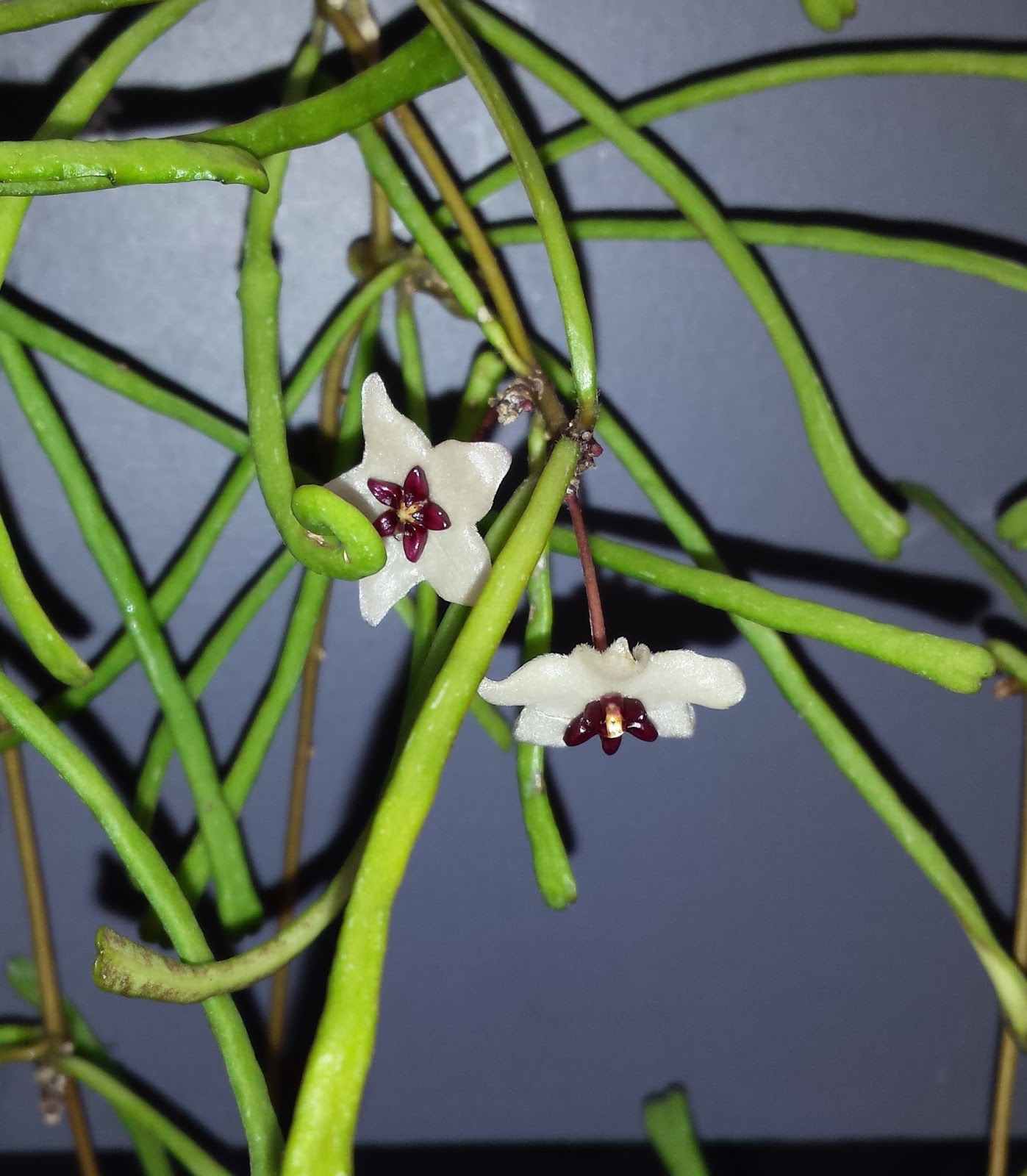 Gerrit's Hoya flowers: Hoya retusa