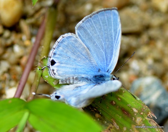 The Forested Path (and Beyond): BUTTERFLIES of RAUB: The Silver Forget ...