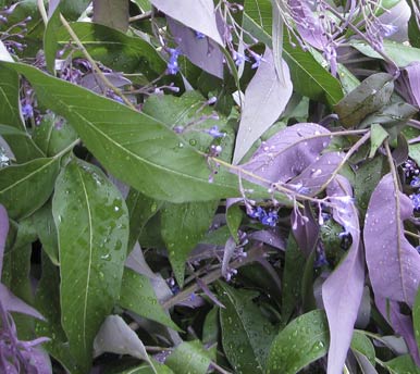 Pewarna semulajadi | Detik Detik Indah Dalam Hidupku