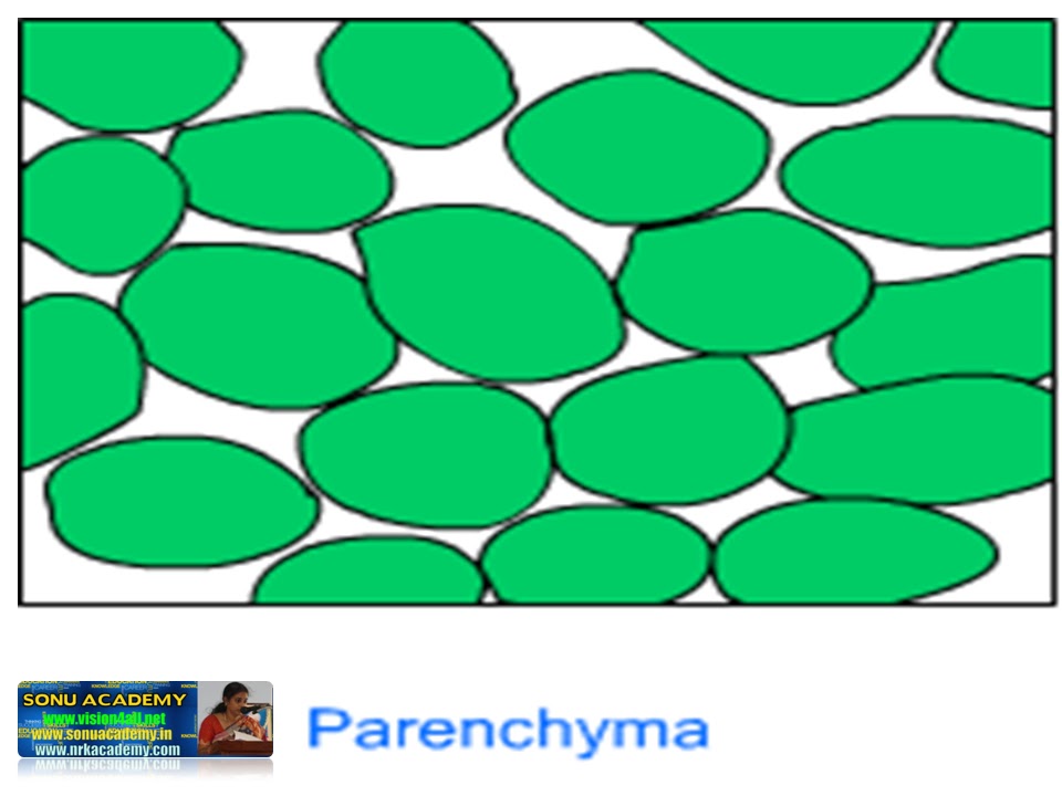 Parenchyma Cells Examples