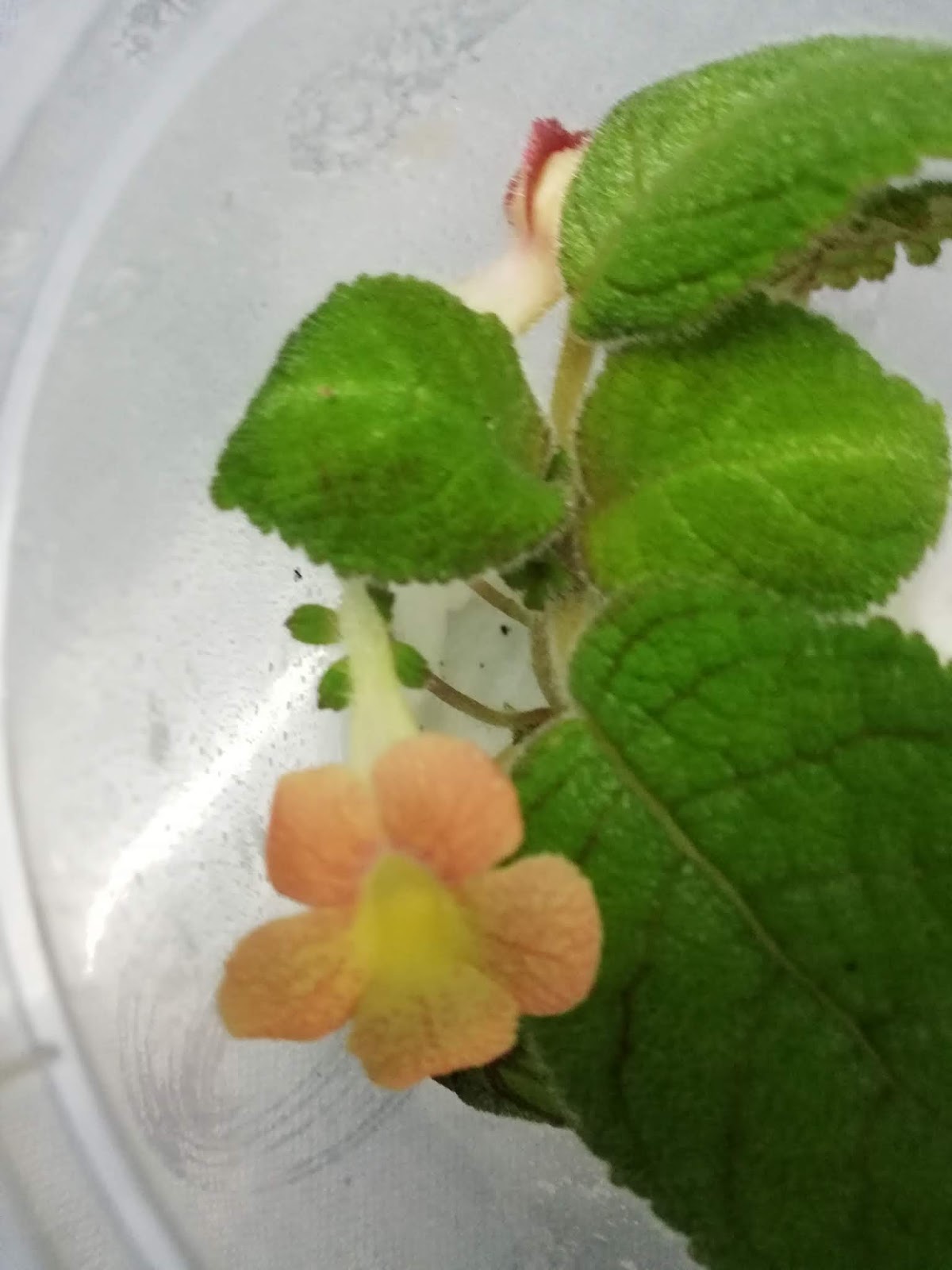 Garden Chronicles of James David: How to Care & Cultivate Episcia