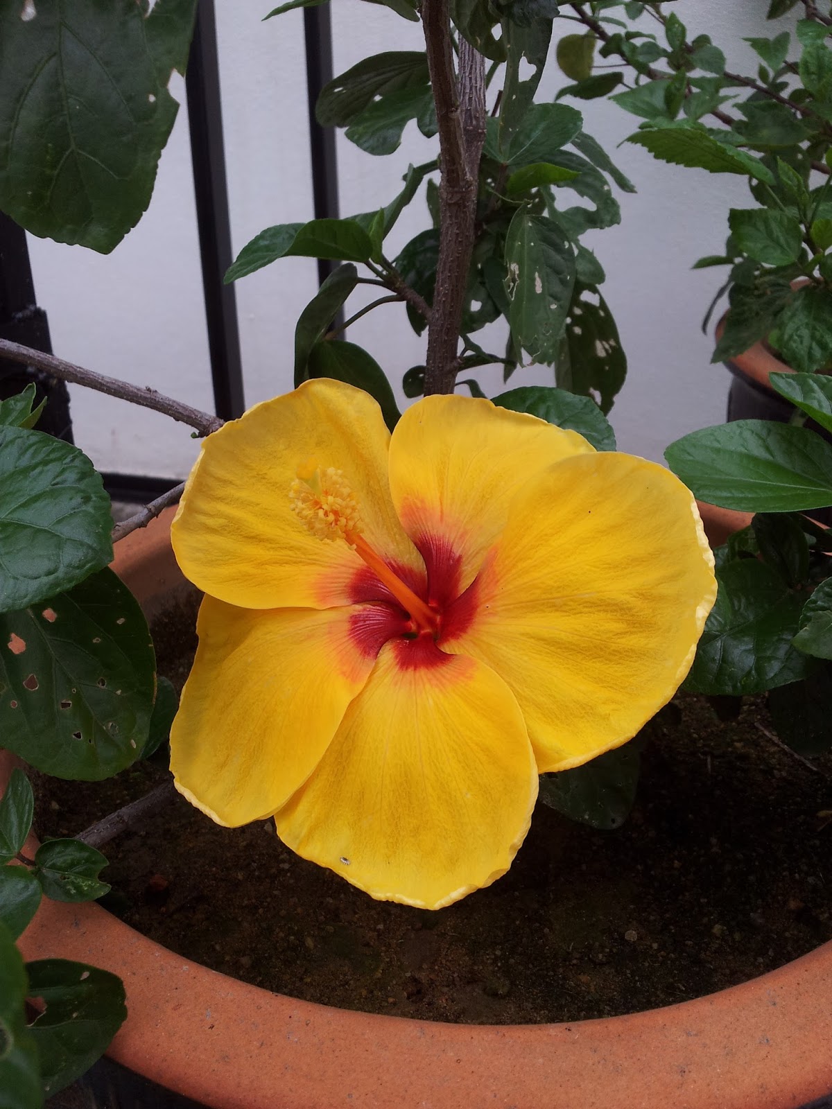 Ceritera FLK: Pokok Bunga Raya Kuning