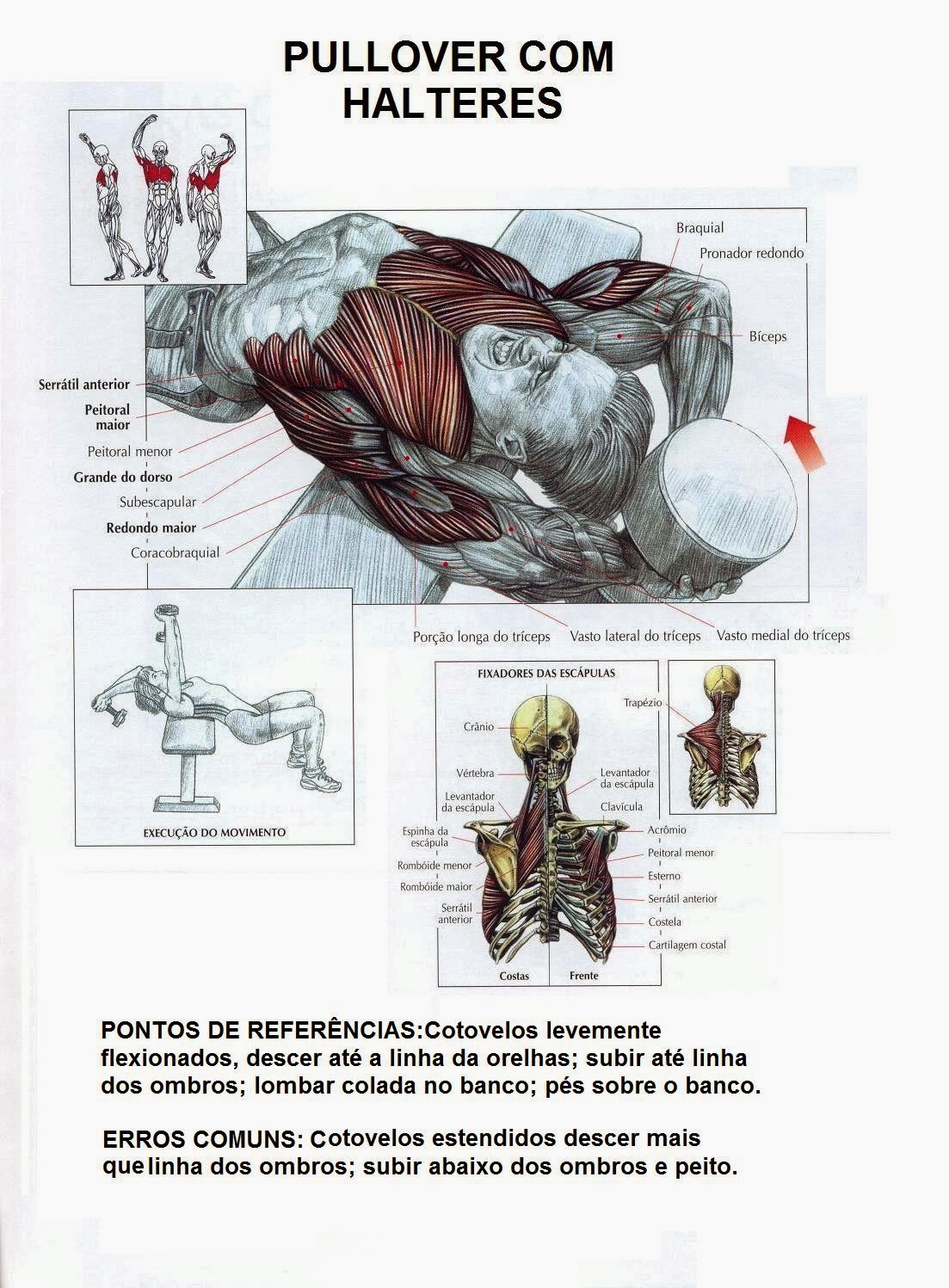 Jeff Trainning: GRUPOS MUSCULARES: COSTAS