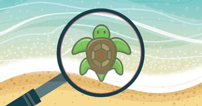 Spot the Turtle Quiz 100% correct answers