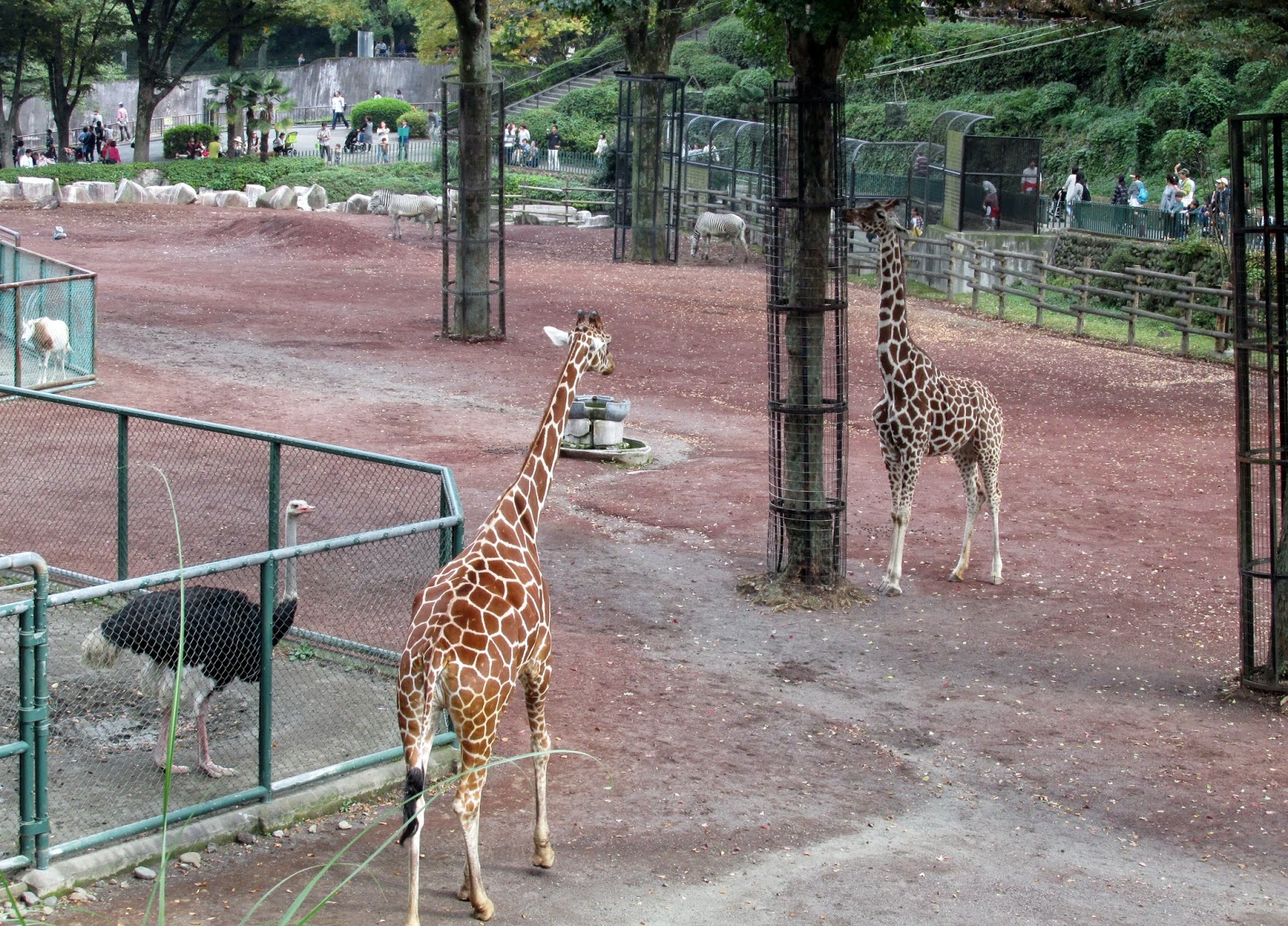 The Travelling Bee: Tama Zoo
