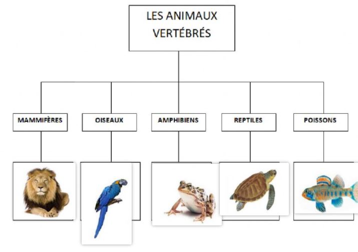 VIVE L' ÉCOLE. TERCERO Y CUARTO VALERA: UNITÉ 4. LES ANIMAUX