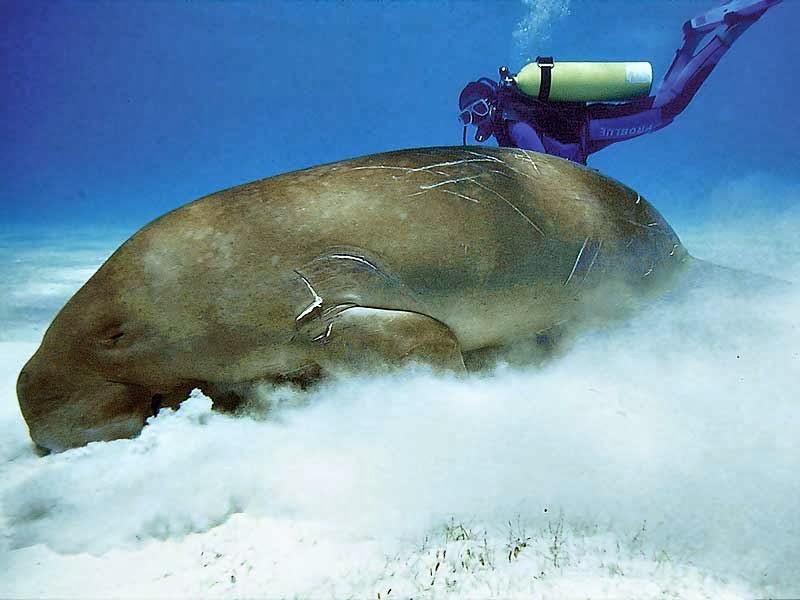 Adventures of a little girl in an epic world. : 4 + 1 reasons why ...