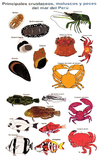 Mundo acuatico Peru: Peces, moluscos y crustaceos de valor comercial y ...